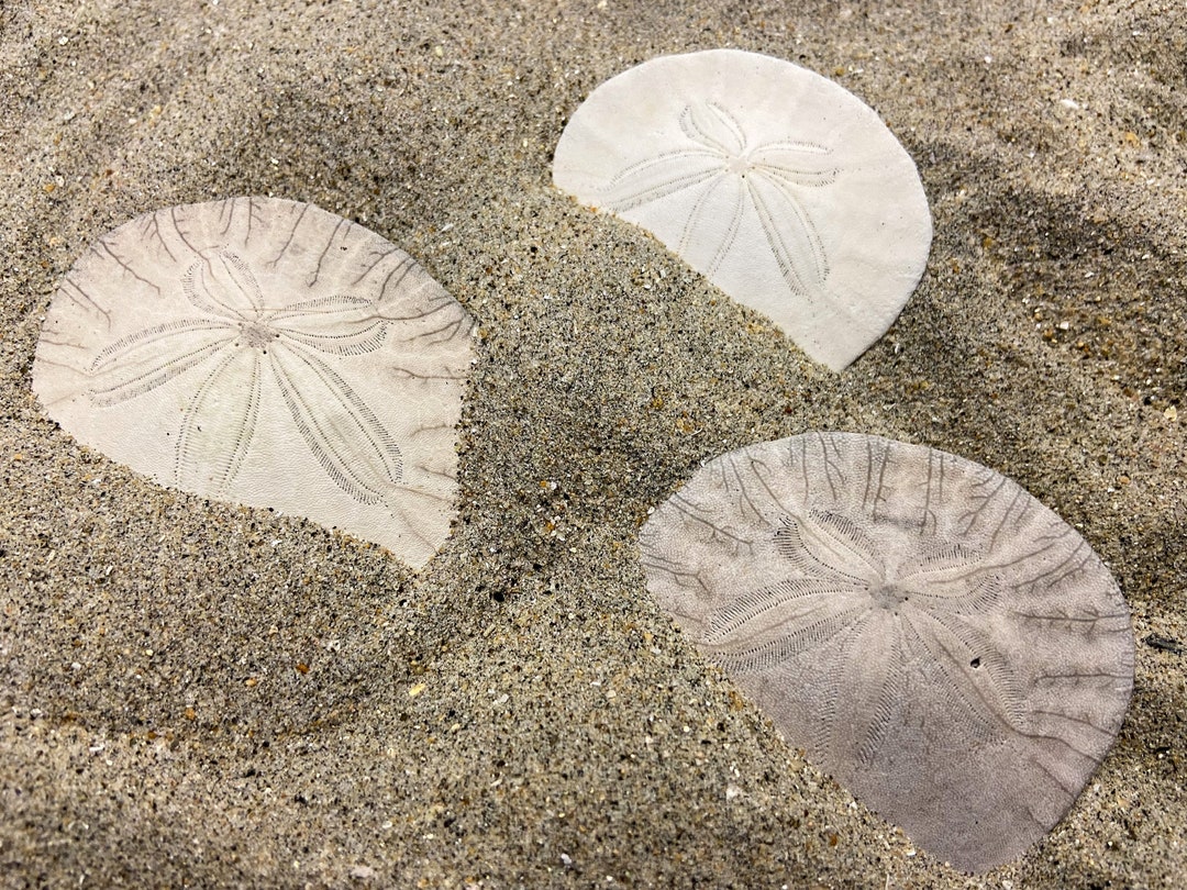 Authentic Sand Dollars From Beaches in San Diego, Sand Dollars for ...