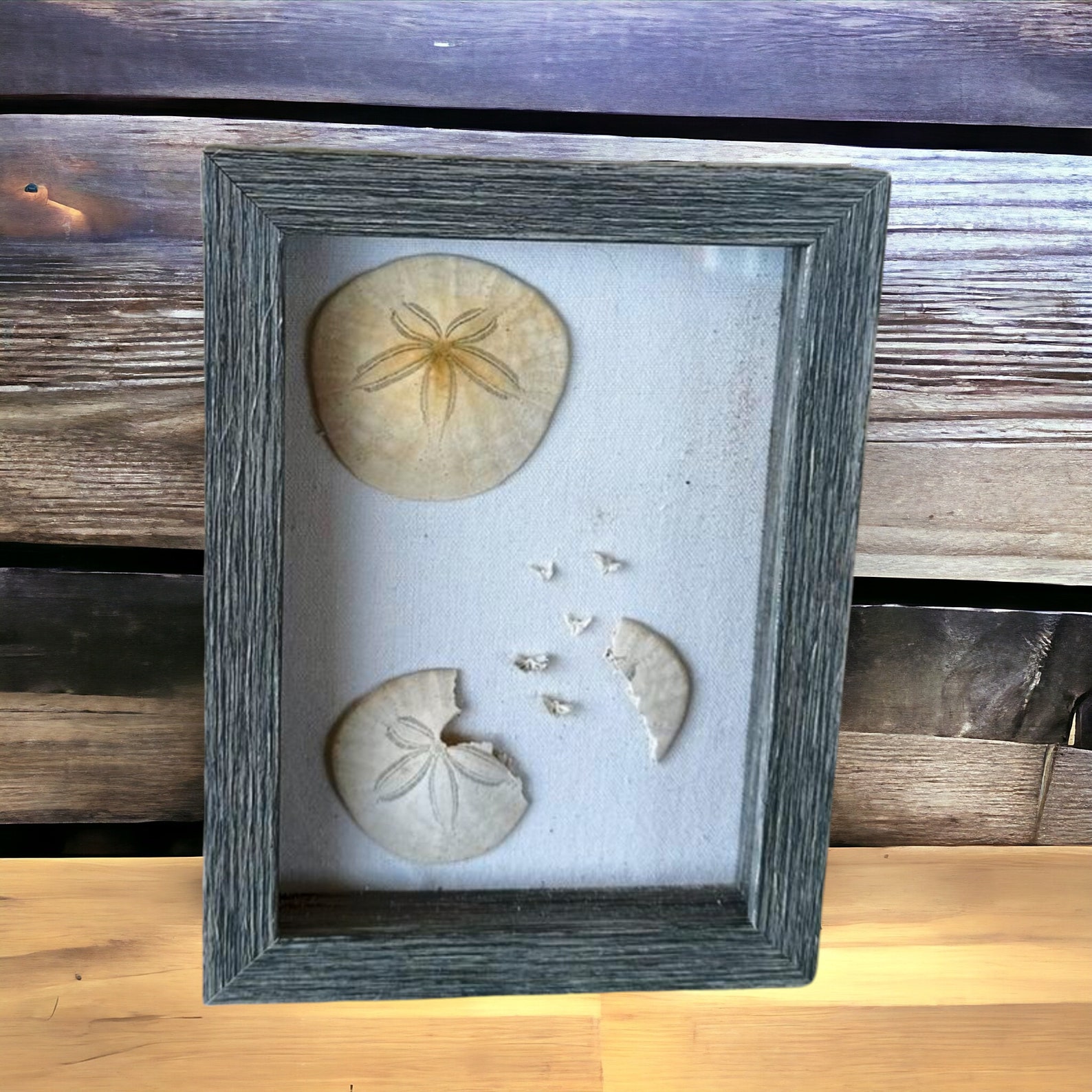 Legend of the Sand Dollar Shadow Box With Authentic Sand Dollars ...