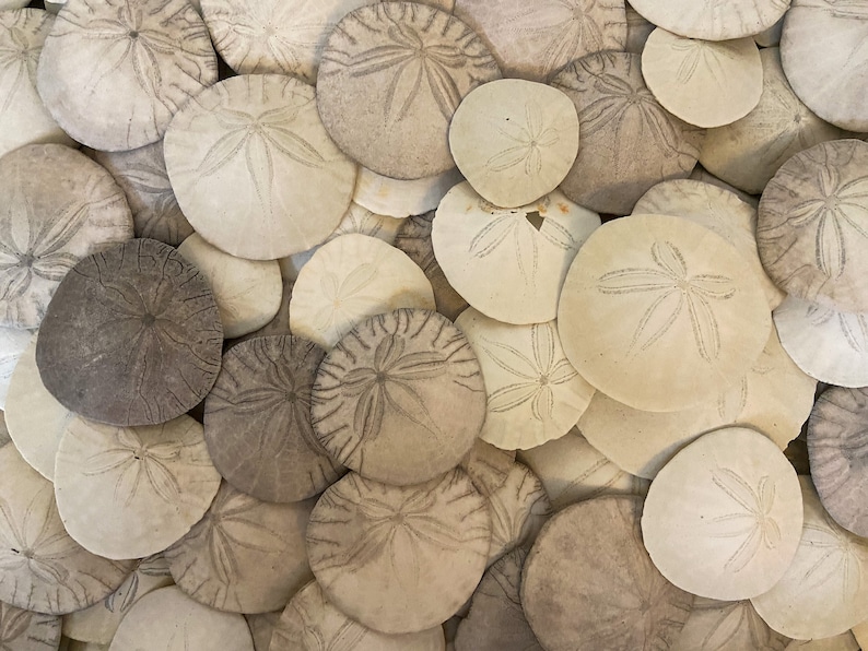 Authentic Sand Dollars From Beaches in San Diego, Sand Dollars for ...