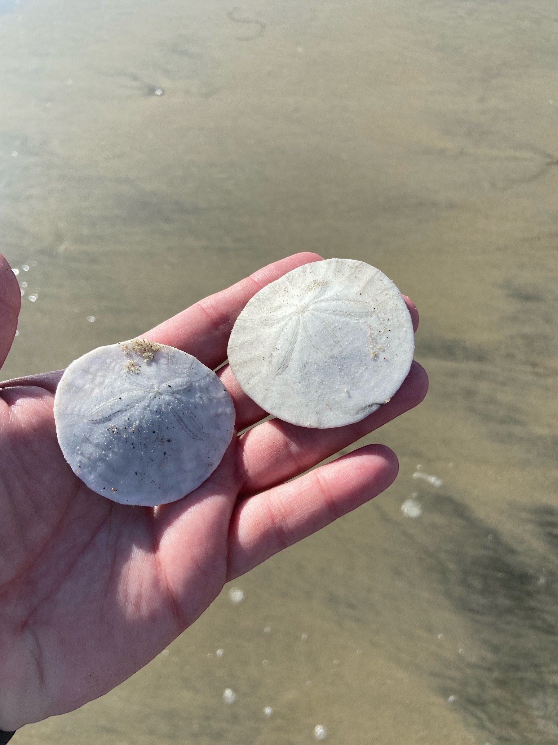 Legend of the Sand Dollar Shadow Box With Authentic Sand Dollars ...
