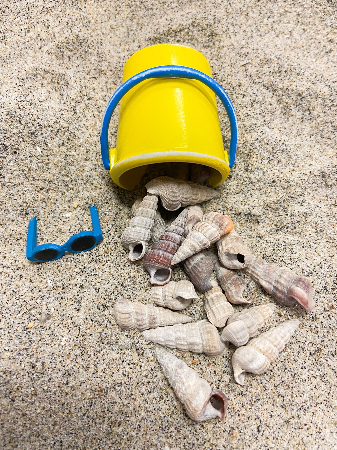 Authentic Small Spiral Seashells Found on the Beaches in San Diego ...