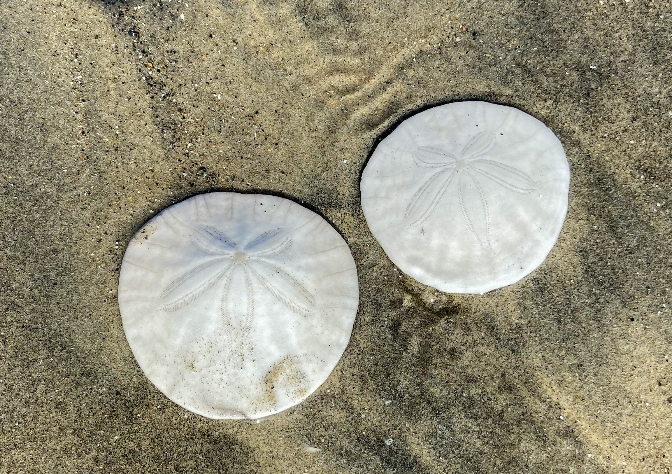 Legend of the Sand Dollar Shadow Box With Authentic Sand Dollars From ...