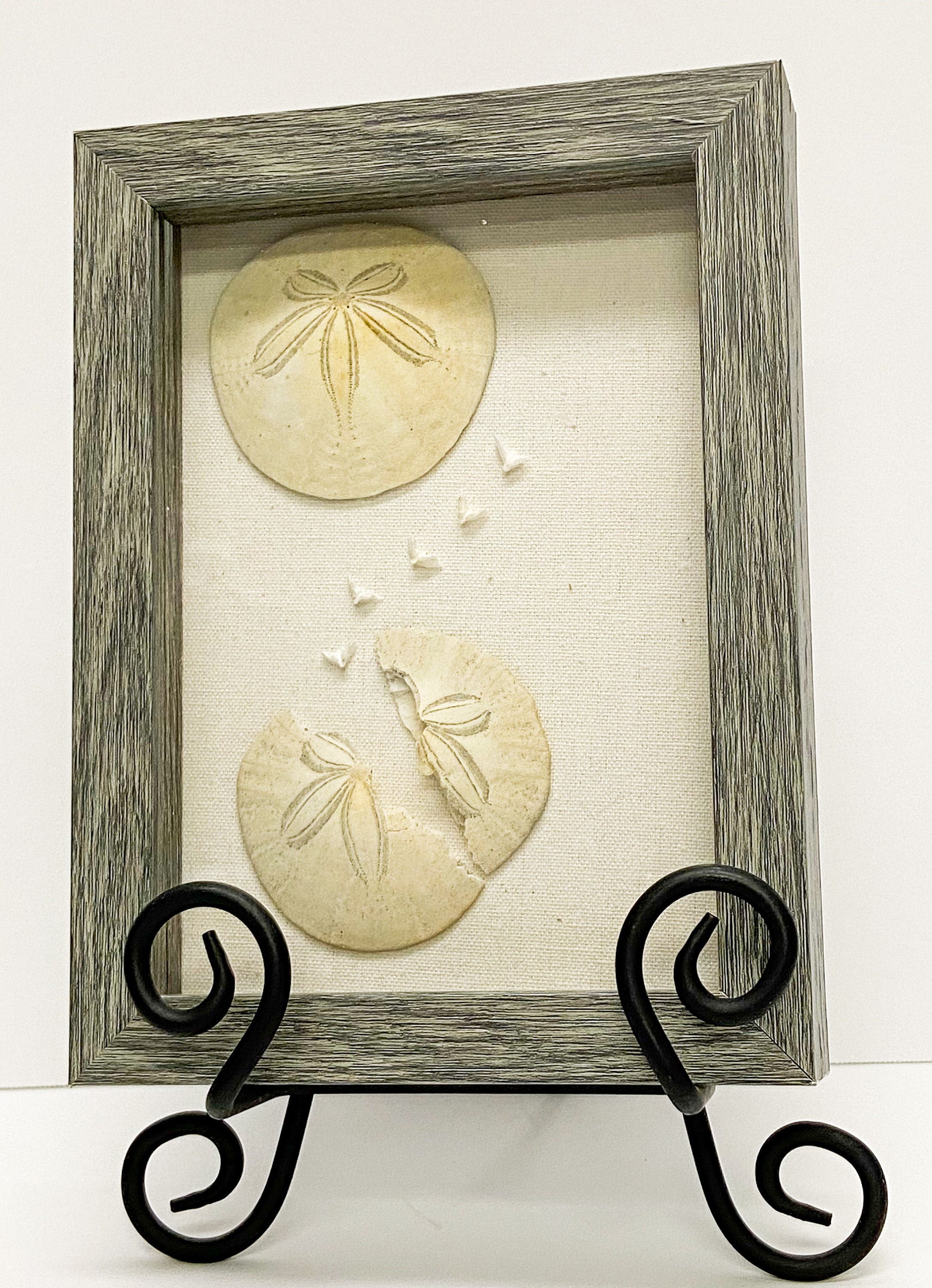 Legend of the Sand Dollar Shadow Box With Authentic Sand Dollars From ...