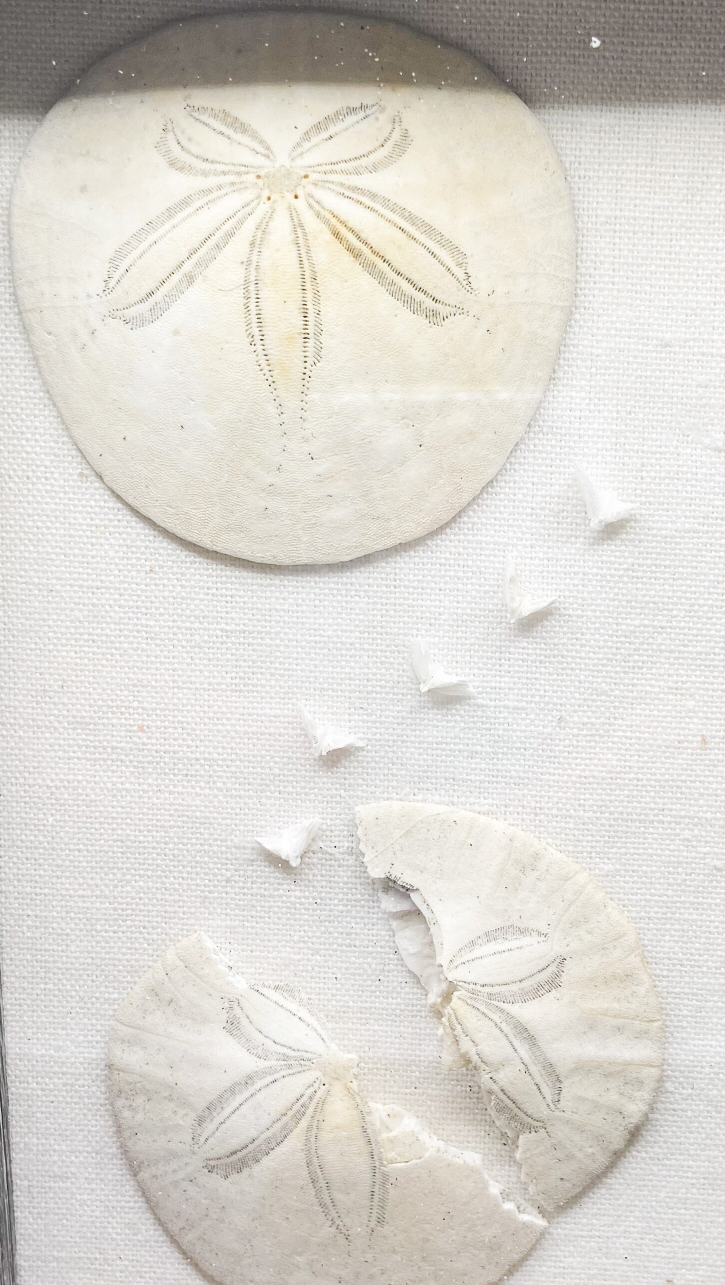 Legend of the Sand Dollar Shadow Box With Authentic Sand Dollars ...