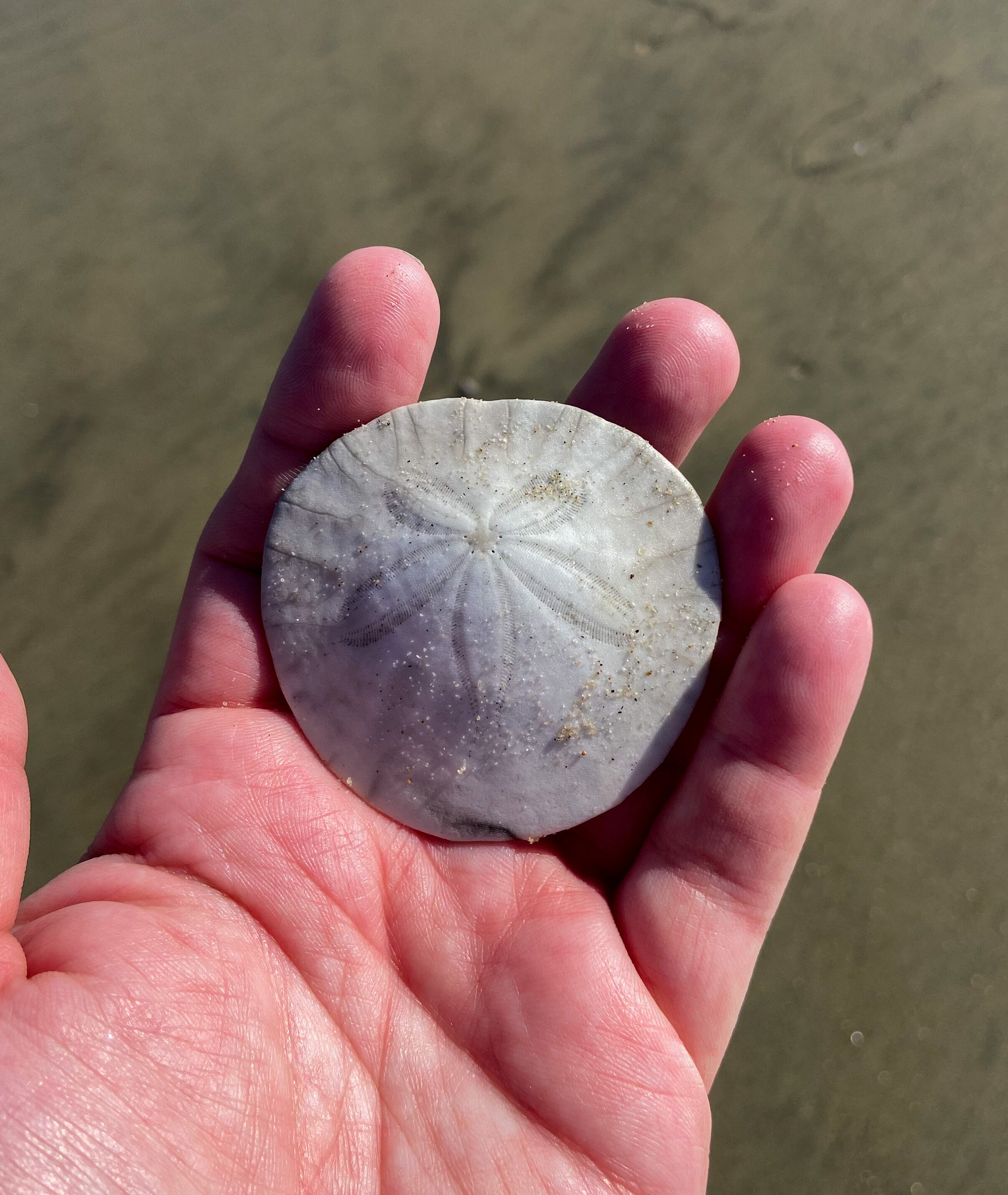 Authentic Sand Dollars From Beaches in San Diego, Sand Dollars for ...