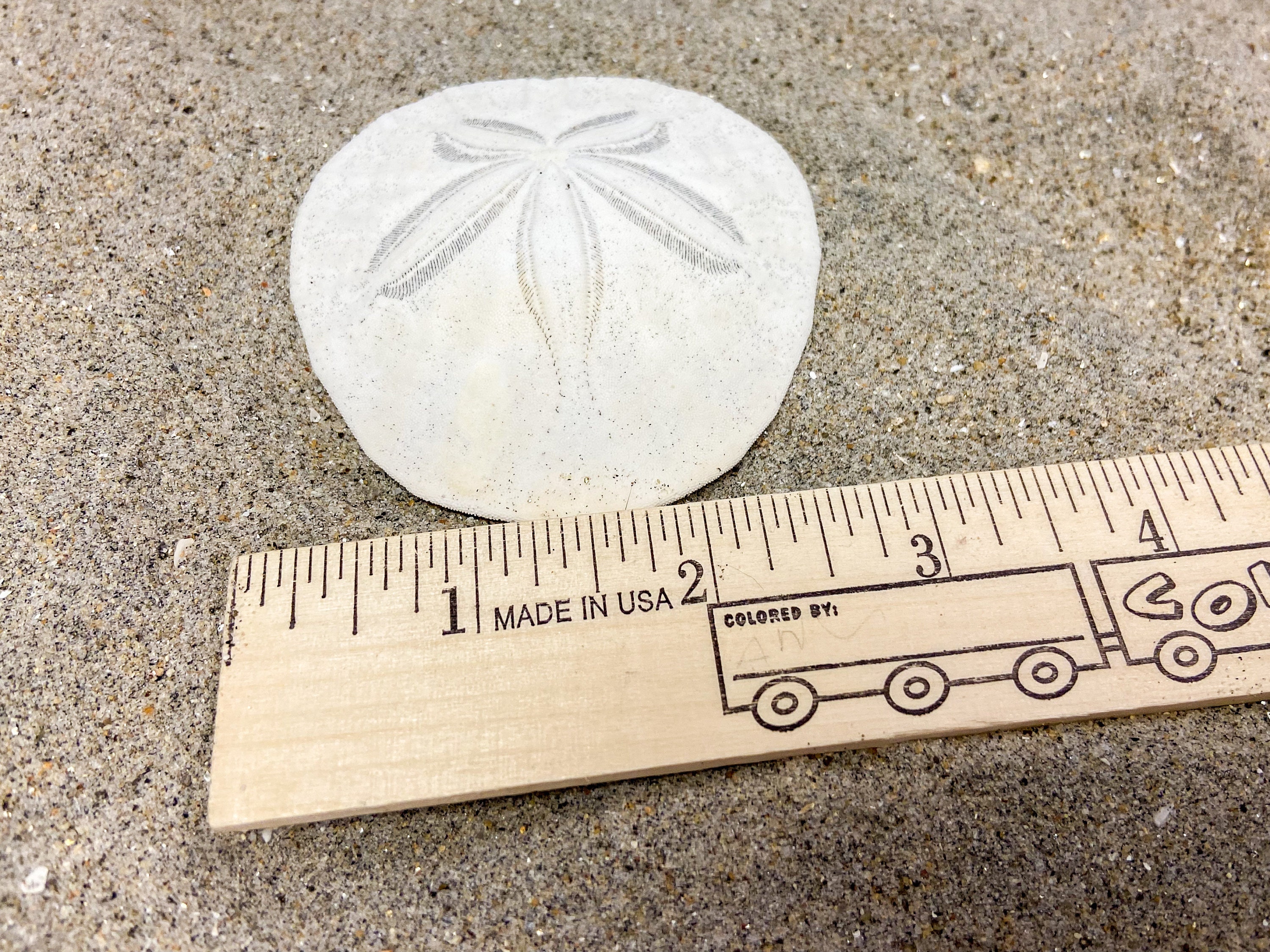 Authentic Sand Dollars From Beaches in San Diego, Sand Dollars for ...