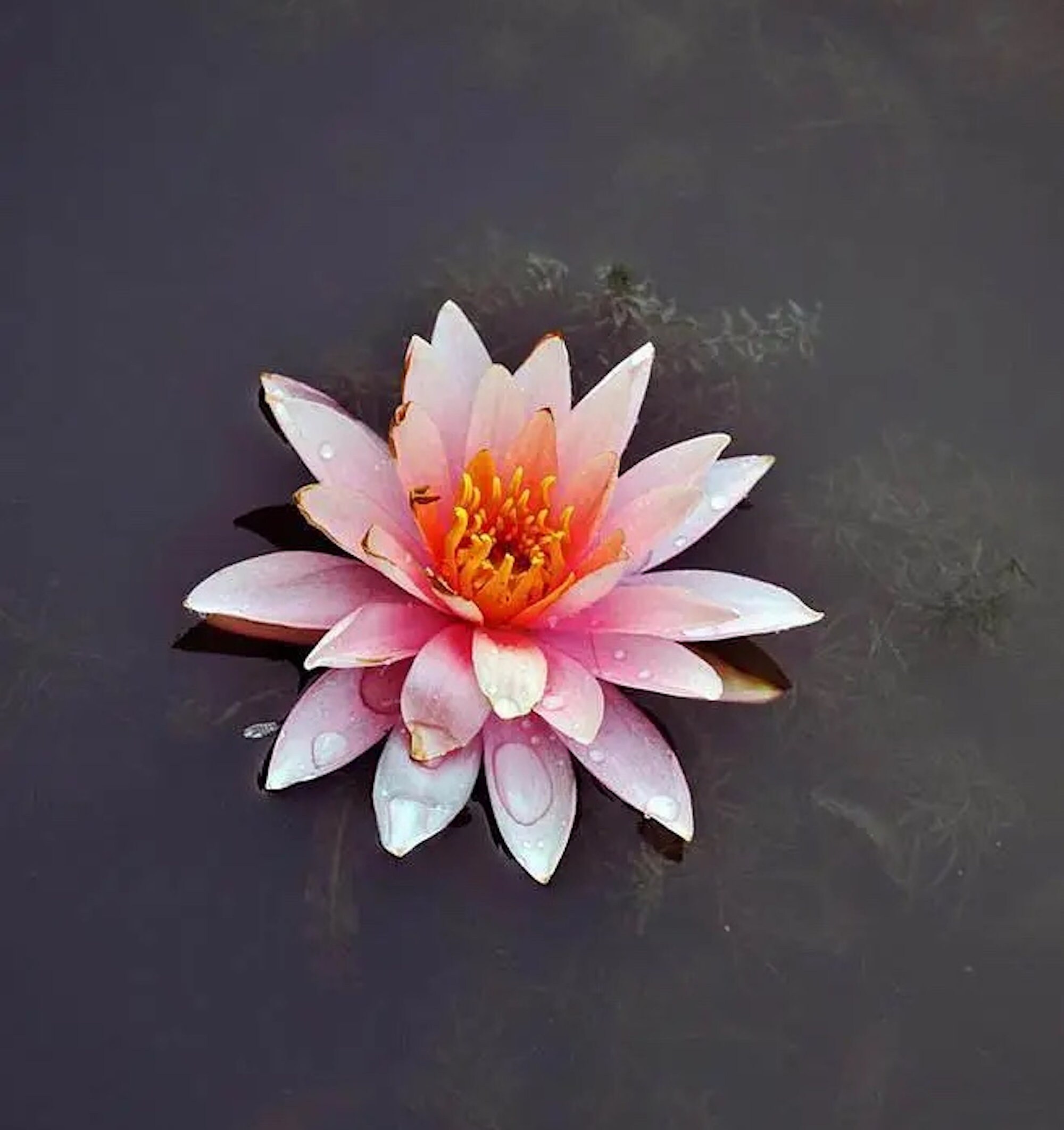 Nelumbo Sp | Lotus | 10 Seeds Pack, Shipped From Los Angeles - Etsy