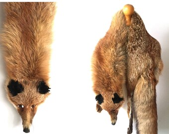 Taxidermy Fox Fur - Etsy