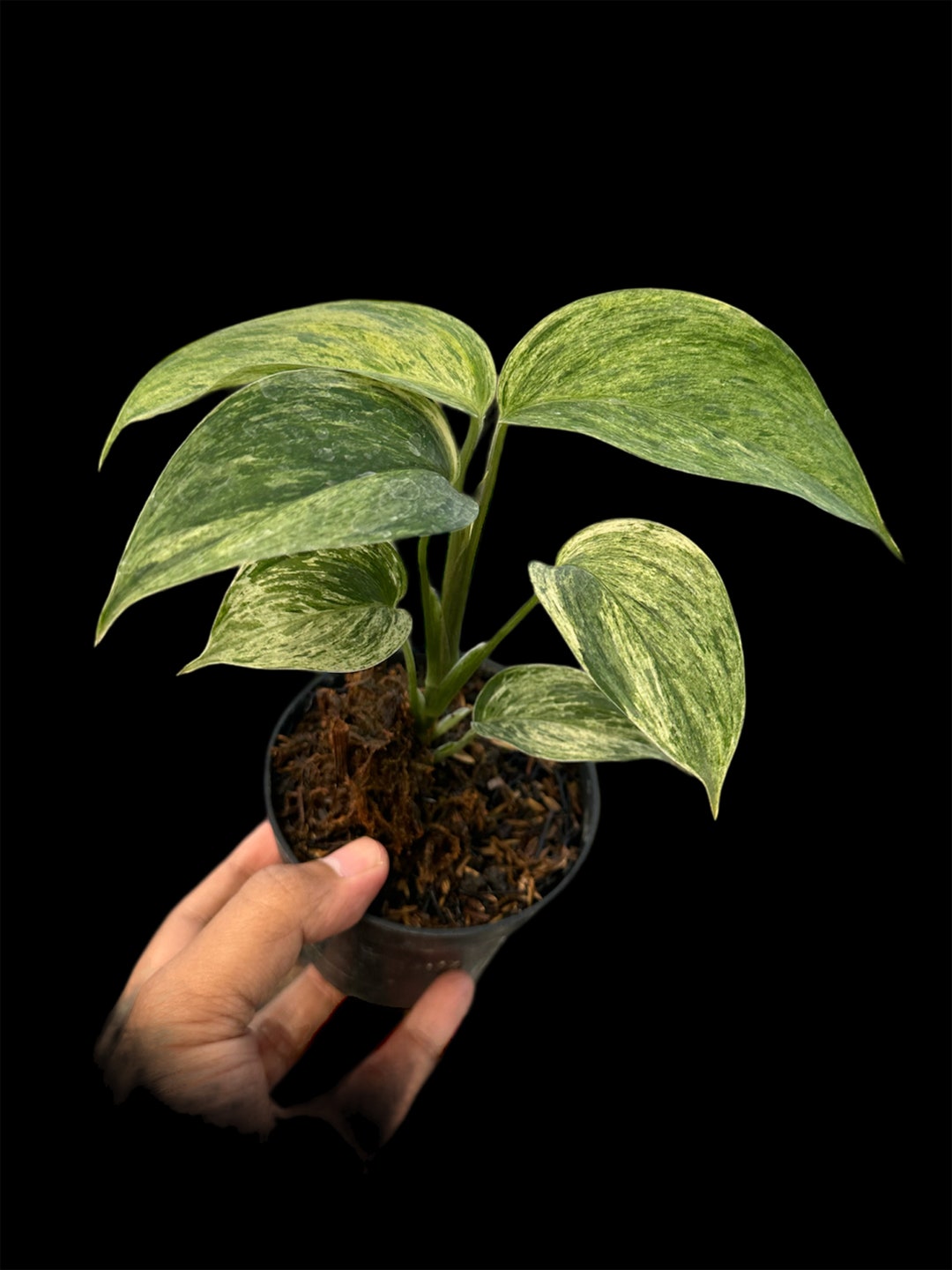 Rare Plant. Scindapsus Blue Sp Salaka Splash - Etsy