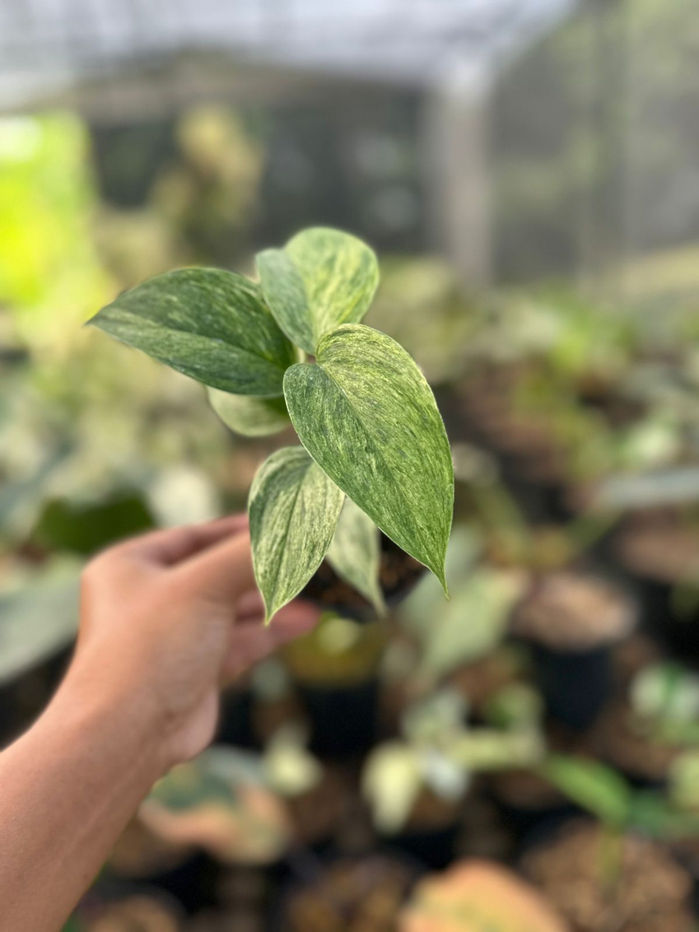 Rare Plant. Scindapsus Blue Sp Salaka Splash - Etsy