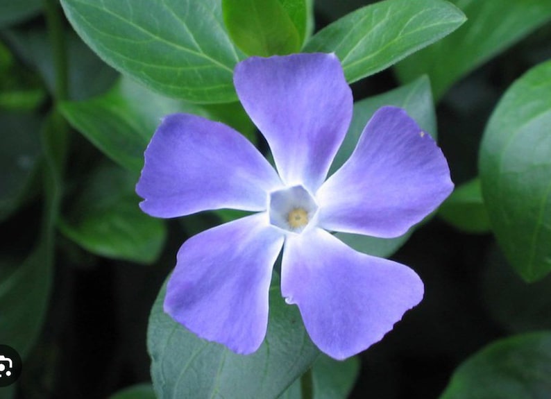 20 Vinca Minor Periwinkle Starter Plants Perennial Evergreen Ground ...