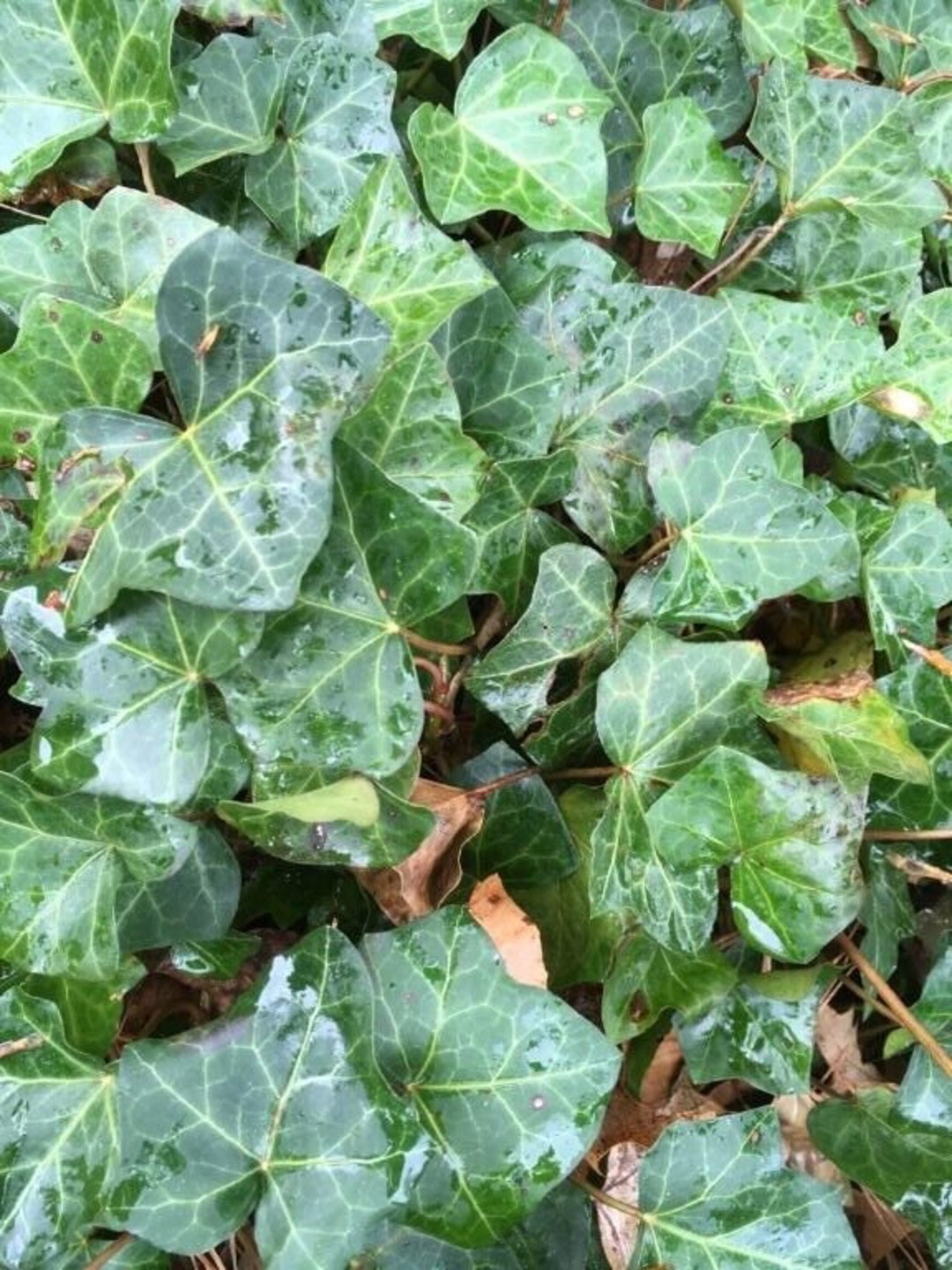 30 ROOTED English Ivy Cuttings, Hedera Helix Groundcover |bare Root - Etsy