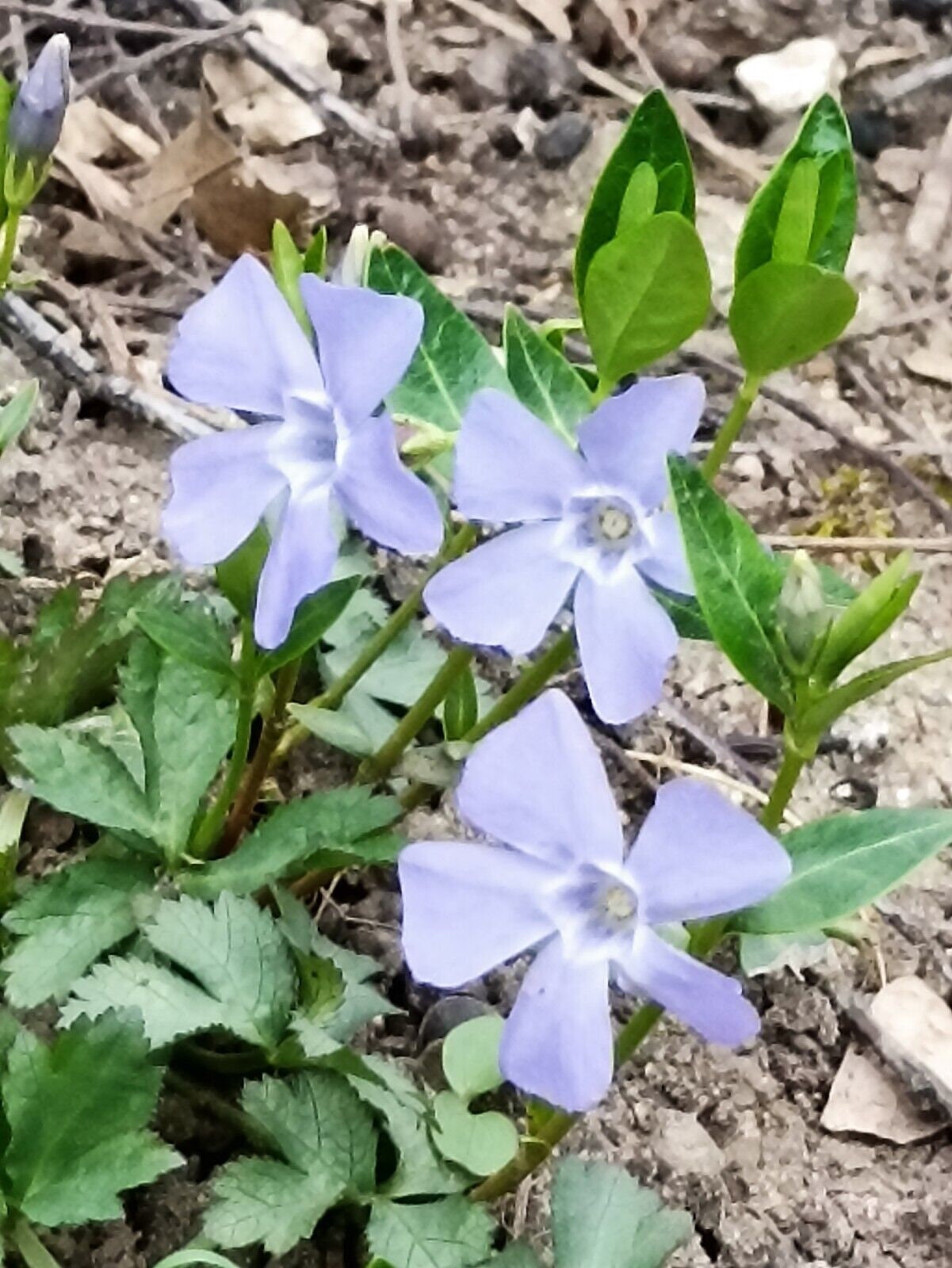 80 Vinca Minor Periwinkle Starter Plants | Perennial| Evergreen ...