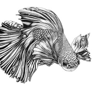 Siamese Fighting/betta Fish Pointillism, Illustration, Dot Work ...