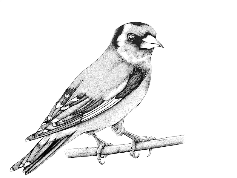 Gold Finch - Pointillism, Illustration, Dot Work, Stippling, A4 Print ...