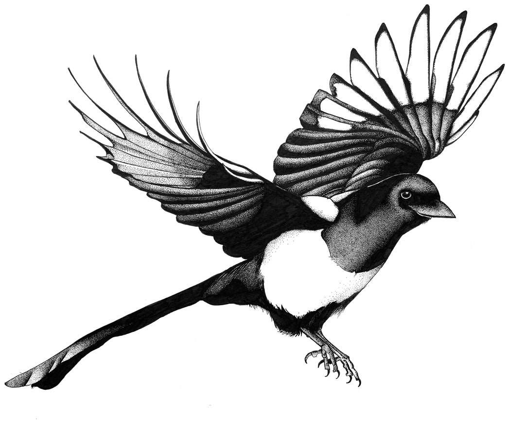 Maggie the Magpie Dot Art, Bird Illustration, Dot Work, Stippling ...