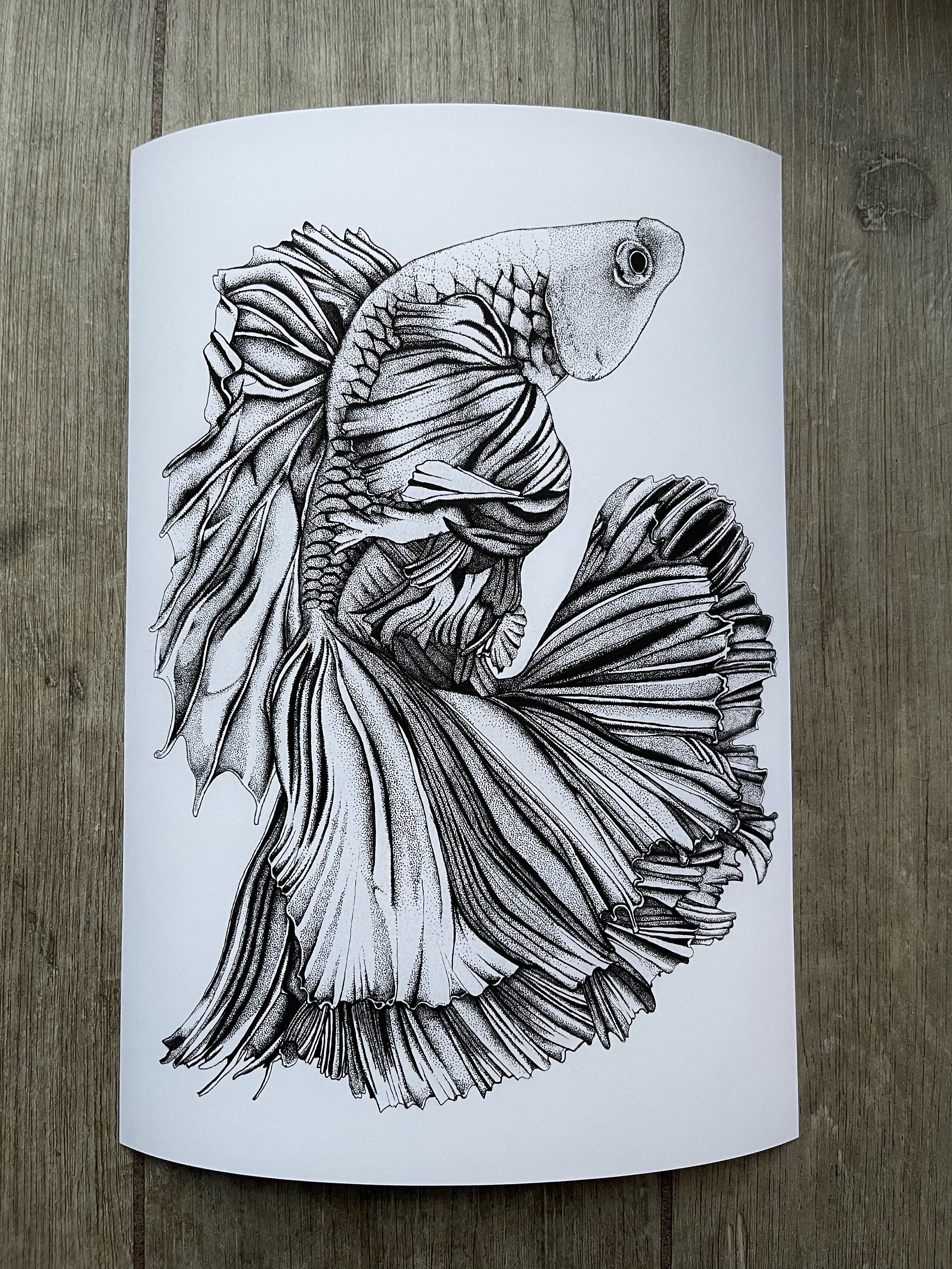 Siamese Fighting/betta Fish Illustration, Dot Work, Stippling, A4 Print ...