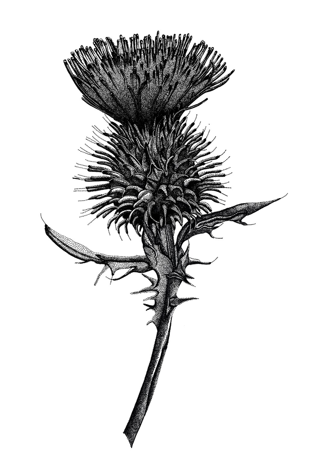 Scottish Thistle Dot Art, Digital Art, Stippling, A5 Prints ...