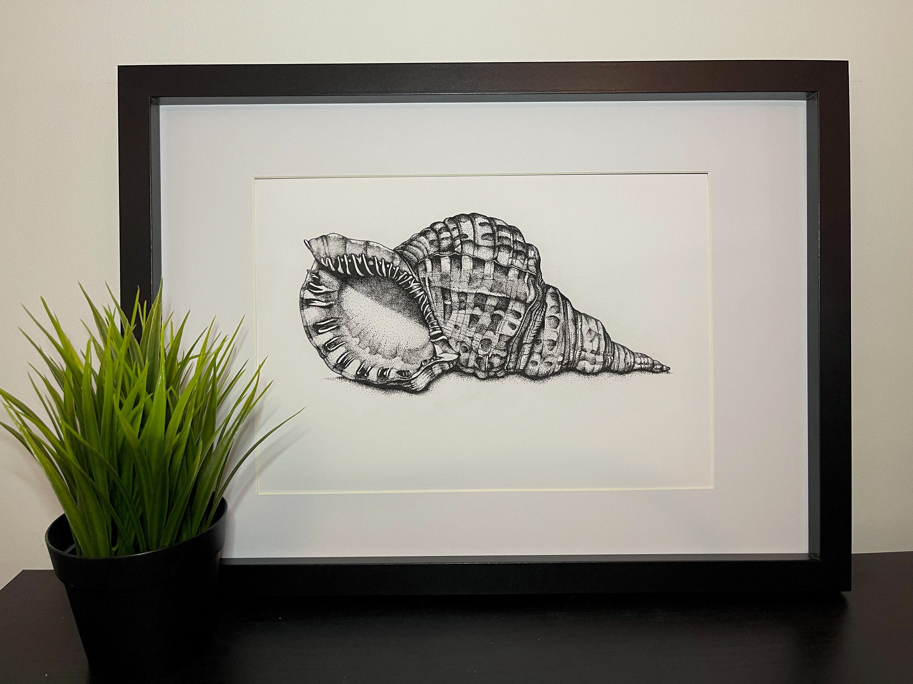 Conch Seashell Pointillism, Illustration, Dot Work, Stippling, A4 ...