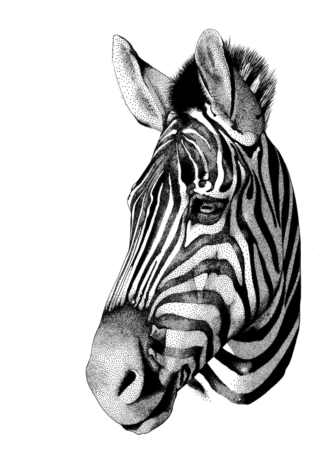 Zebra - Illustration, Pointillism, Stippling, Dots, A4 Print, Digital ...