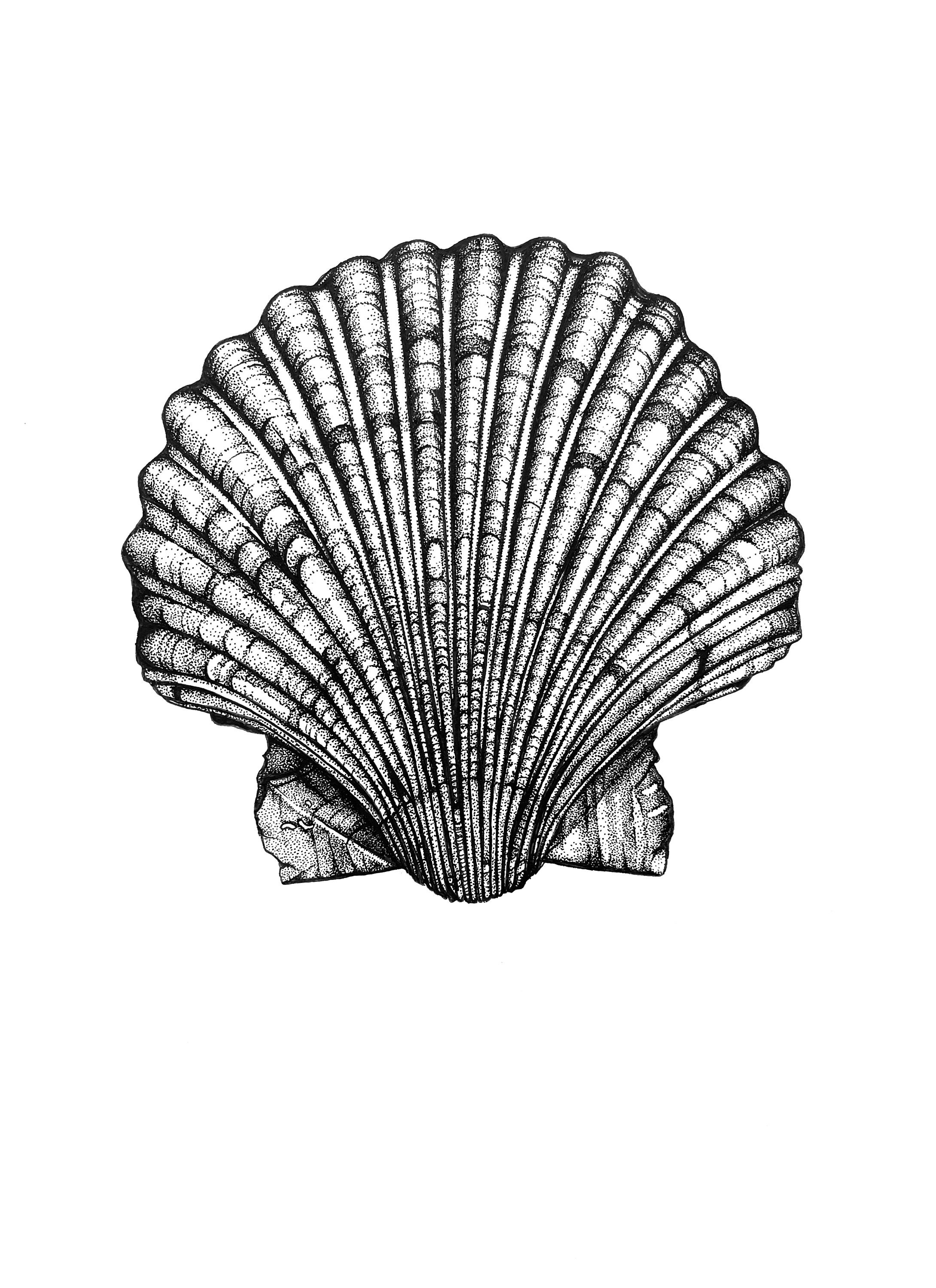 Scallop Seashell - Pointillism, Illustration, Dot Work, Stippling, A4 ...