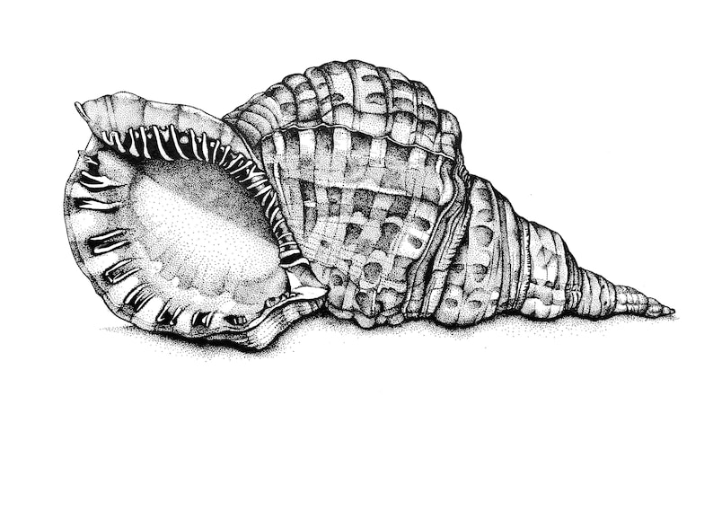 Conch Seashell - Pointillism, Illustration, Dot Work, Stippling, A4 ...