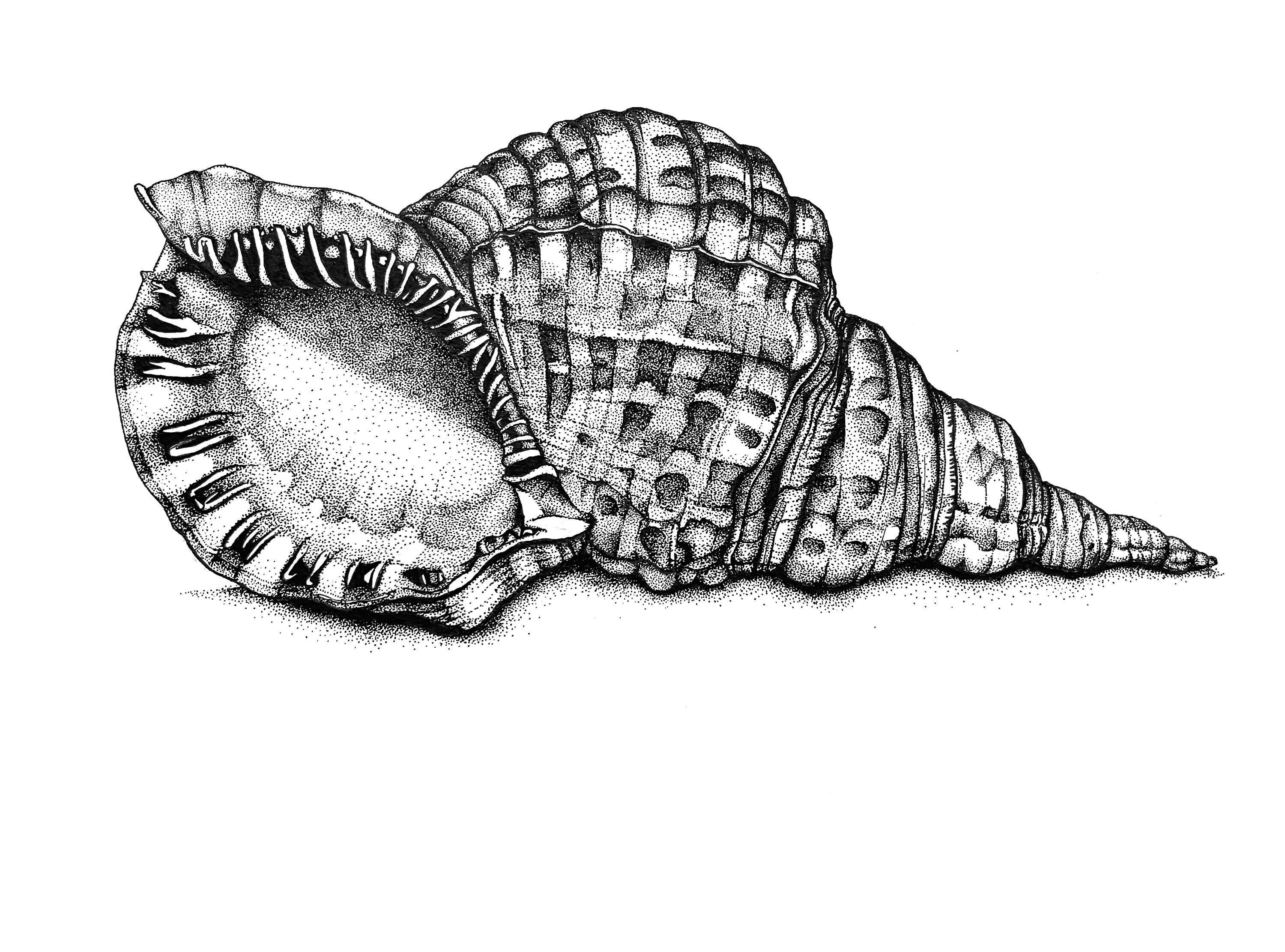Conch Shell Ink Drawing