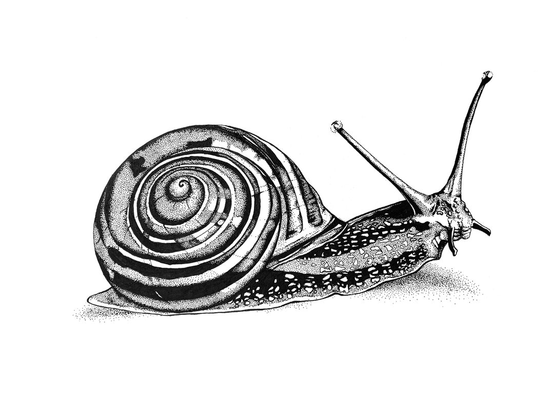 Garden Snail - Pointillism, Illustration, Dot Work, Stippling, A4 Print ...