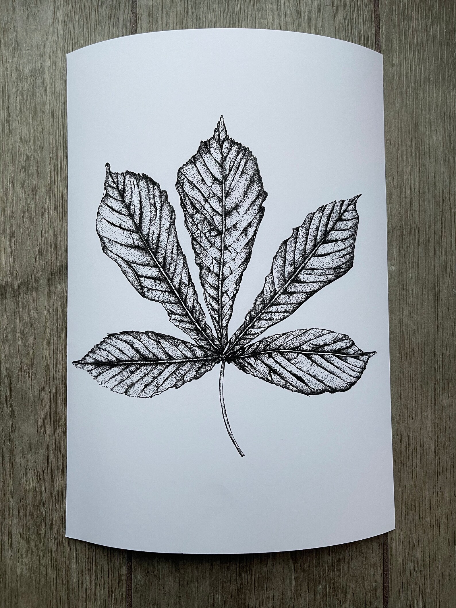 Horse Chestnut Leaf Pointillism, Illustration, Dot Work, Stippling, A4 ...