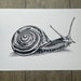 Garden Snail - Pointillism, Illustration, Dot Work, Stippling, A4 Print ...