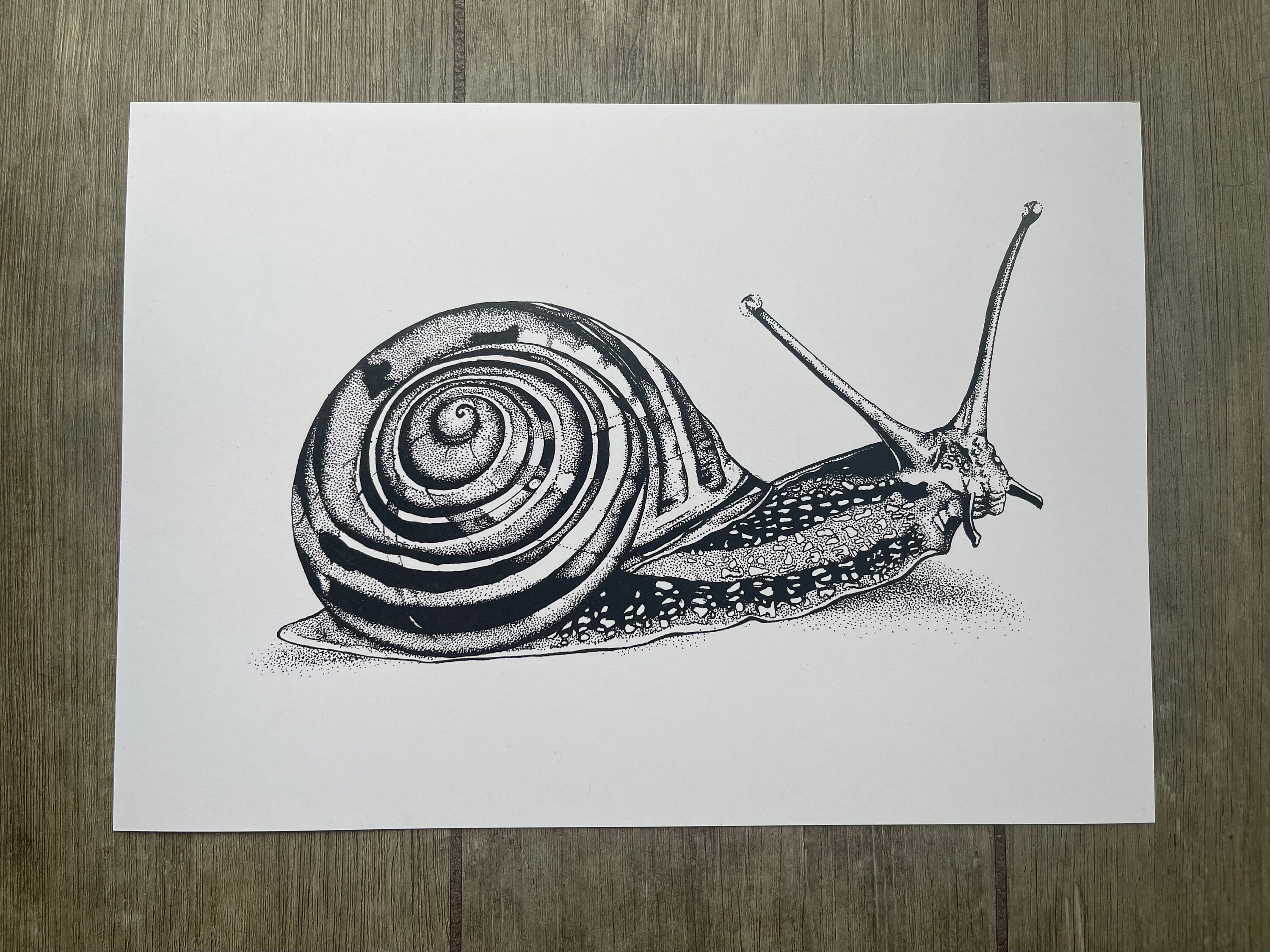 Garden Snail - Pointillism, Illustration, Dot Work, Stippling, A4 Print ...