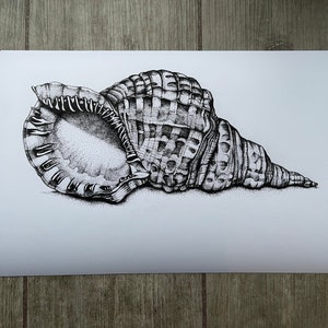 Conch Seashell Illustration, Dot Work, Stippling, A4 Prints - Etsy