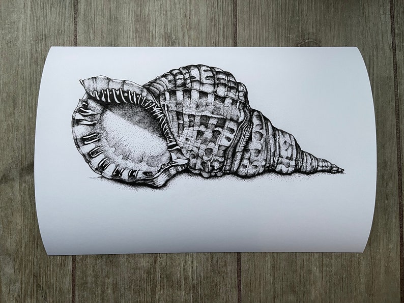 Conch Seashell - Pointillism, Illustration, Dot Work, Stippling, A4 ...