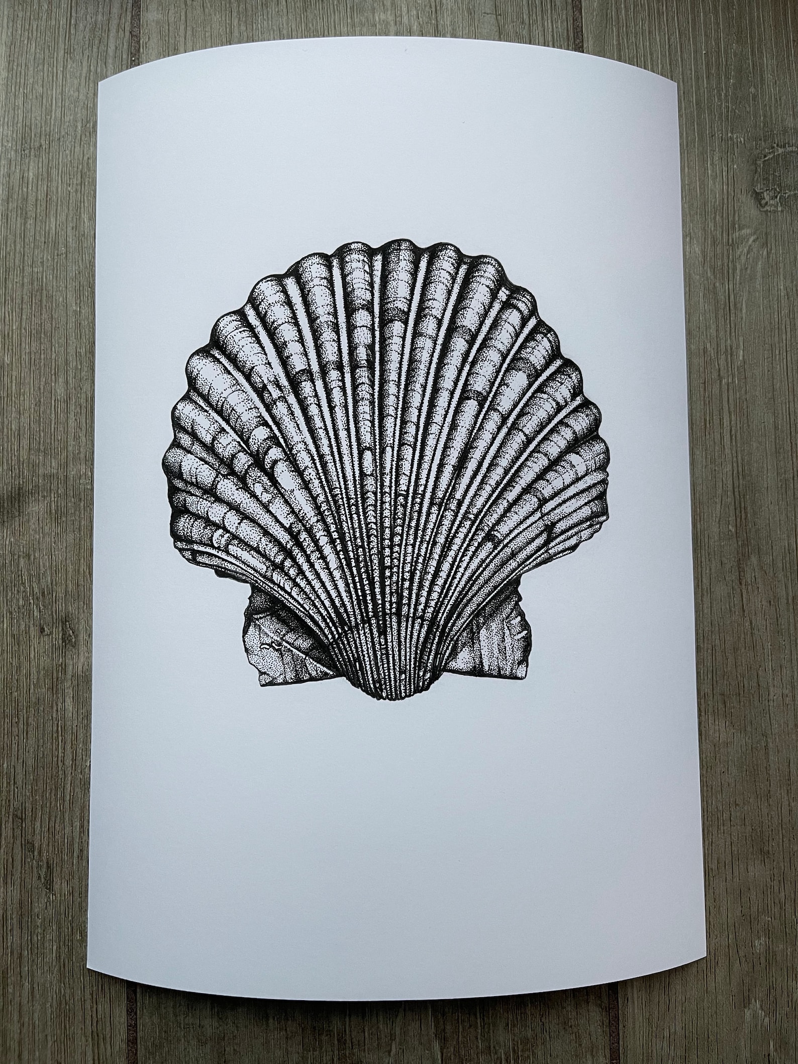 Scallop Seashell - Pointillism, Illustration, Dot Work, Stippling, A4 ...
