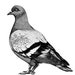 Pigeon - Pointillism, Bird Art, Dot Art, Stippling, A5 Print ...
