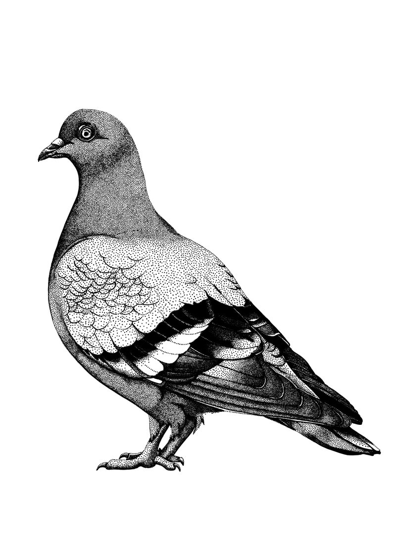Pigeon - Pointillism, Bird Art, Dot Art, Stippling, A5 Print ...