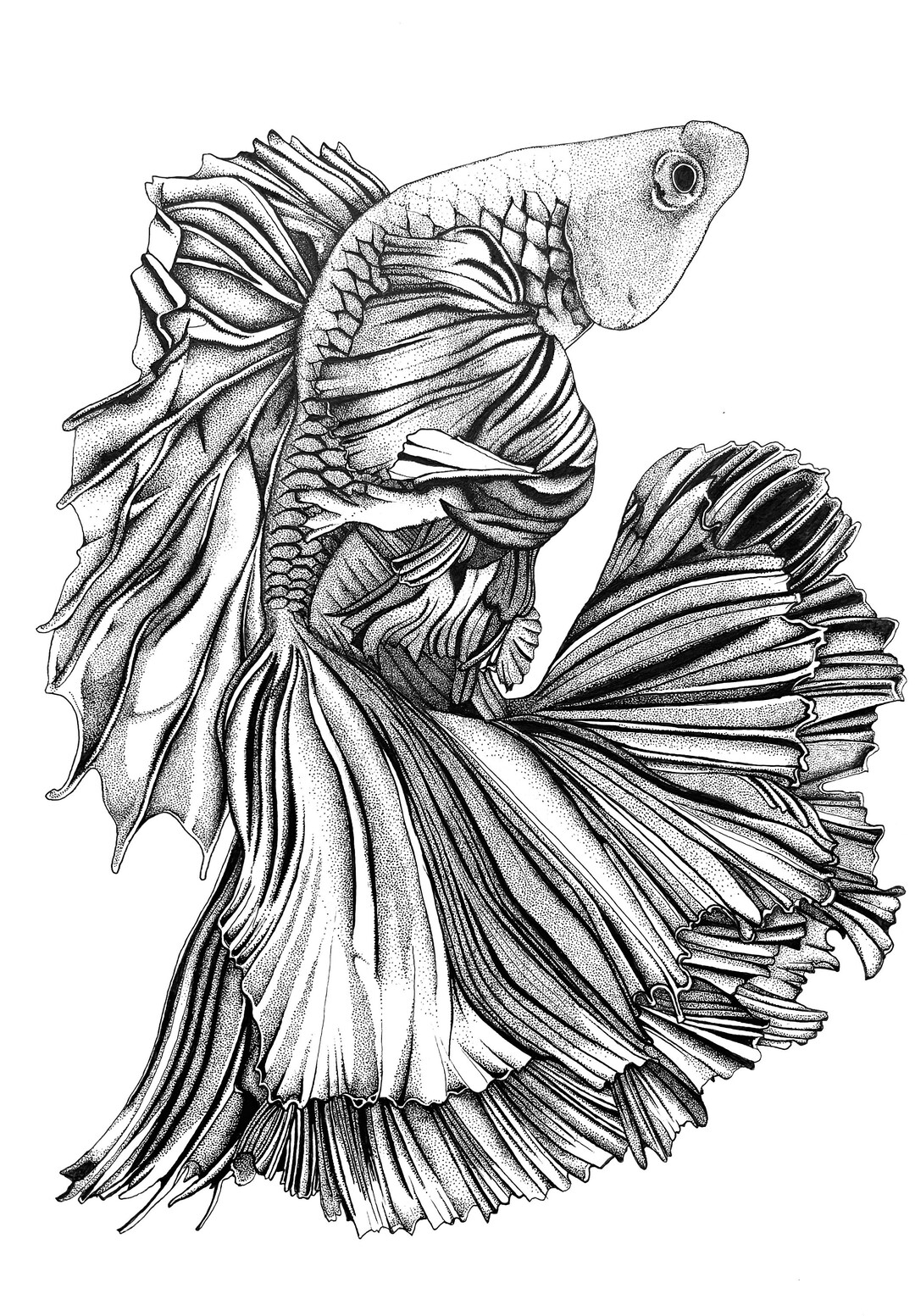 Siamese Fighting/betta Fish - Illustration, Dot Work, Stippling, A4 ...