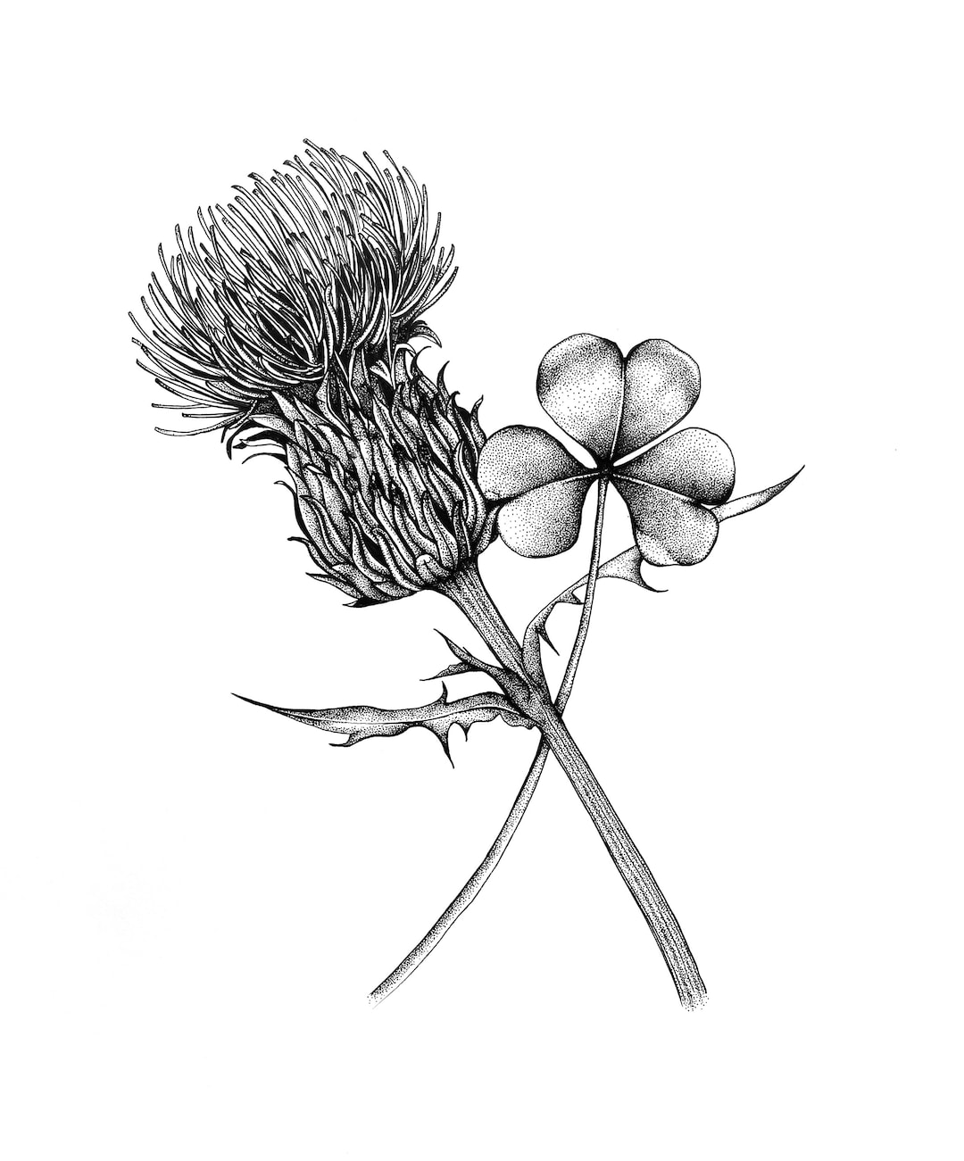 Scottish Thistle & Shamrock - Illustration, Dot Work, Stippling, A4 ...