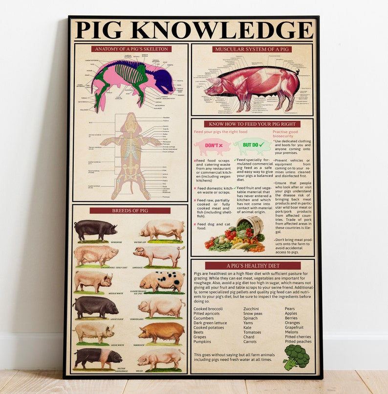 Pig Knowledge Poster Pigs Lovers Poster Breeds of Pigs - Etsy