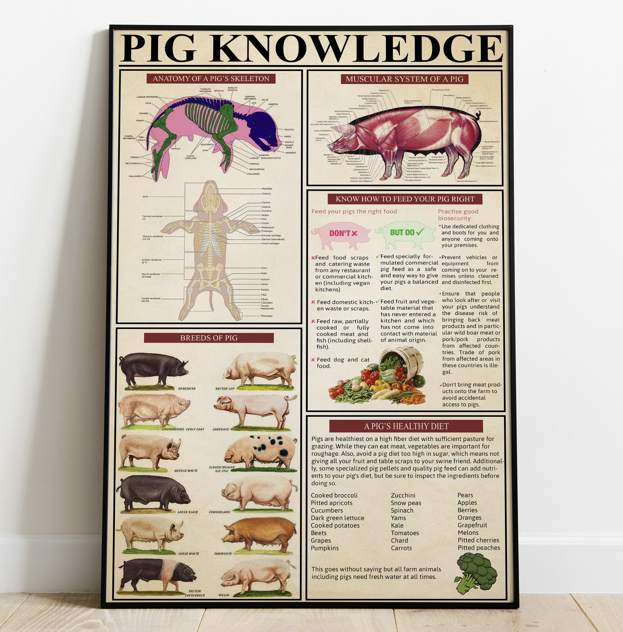 Pig Knowledge Poster, Pigs Lovers Poster, Breeds of Pigs Poster, Pigs ...