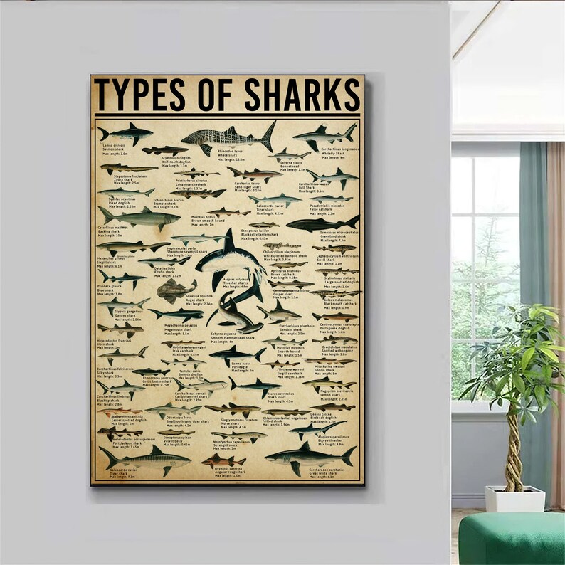 Shark Knowledge Poster, Types of Shark Poster, Shark Identification ...