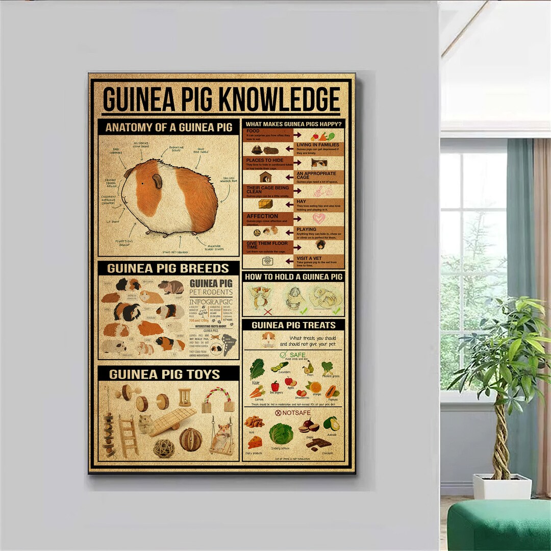 Guinea Pig Knowledge Poster, Guinea Pig Vintage Poster, Guinea Pig ...