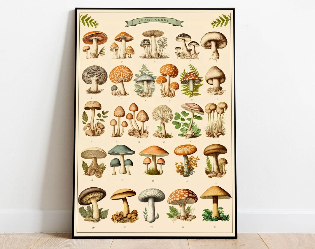 Champignons Poster, Mushrooms Poster, Botanical Wall Art, Larousse ...