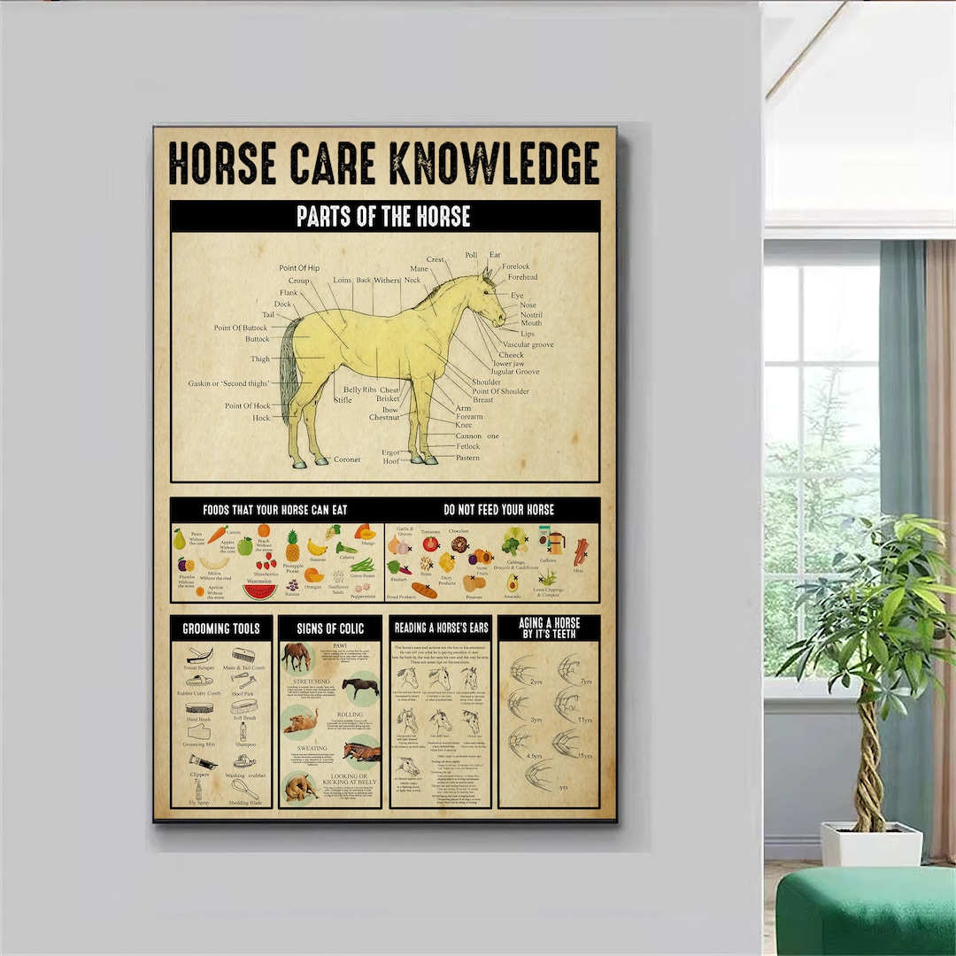 Horse Care Knowledge Poster, Horse Anatomy Poster, Horse Knowledge ...