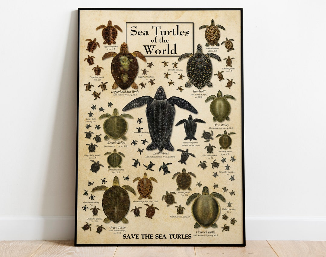 Types of Turtle Knowledge Poster, Sea Turtle of the Worlds Vintage ...