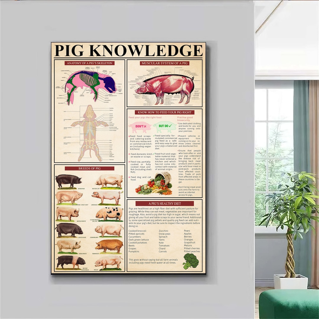 Pig Knowledge Poster, Pigs Lovers Poster, Breeds of Pigs Poster, Pigs ...