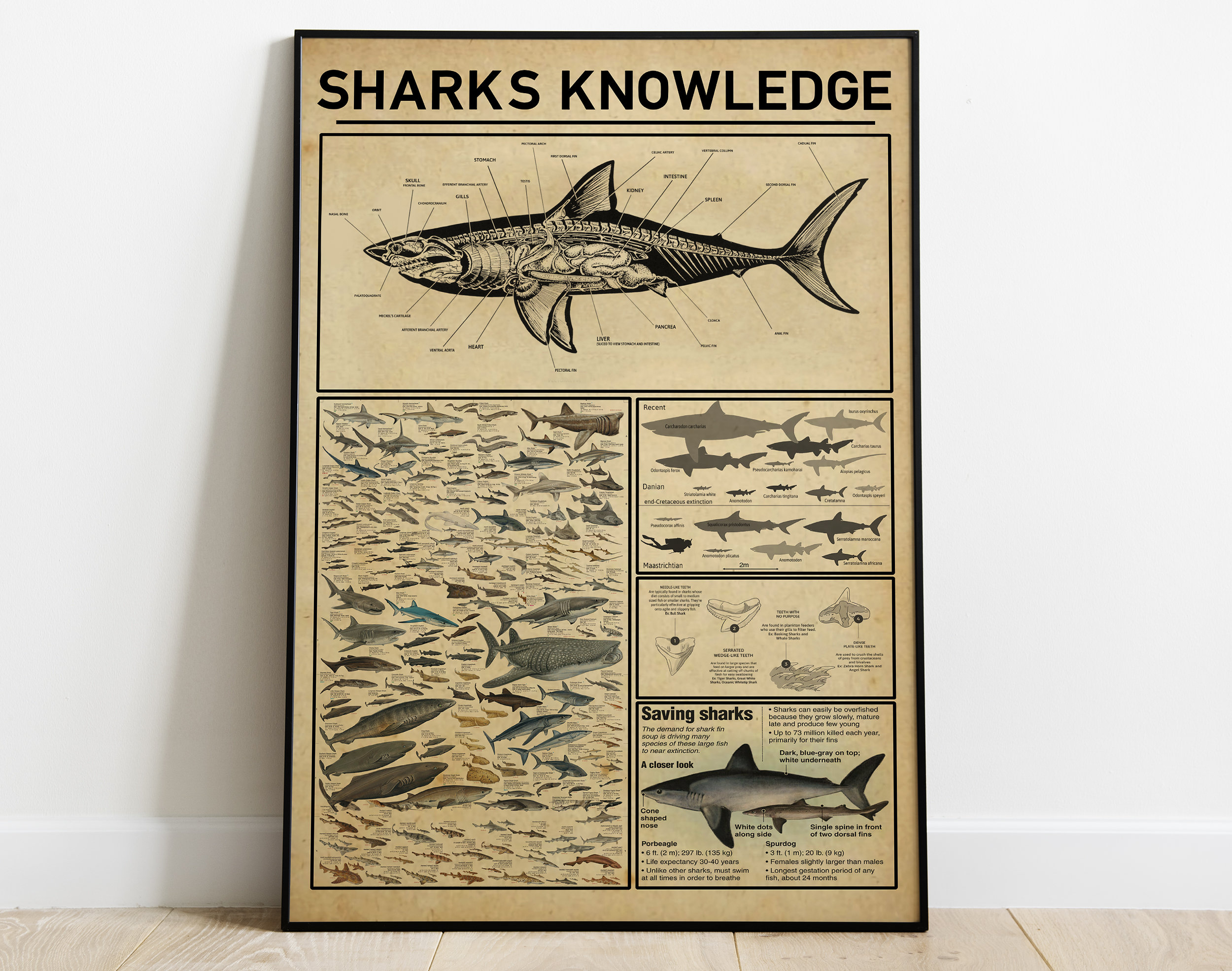 Shark Poster Ideas