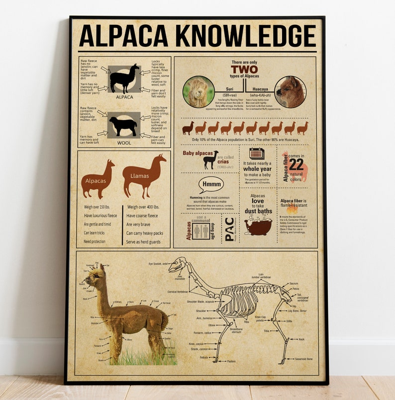 Alpaca Knowledge Poster, Alpaca Print, Llama Print, Farm Animal Alpacas ...
