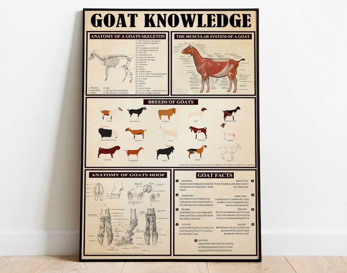 Goat Knowledge Poster Breeds of Goats Knowledge Poster Gift - Etsy