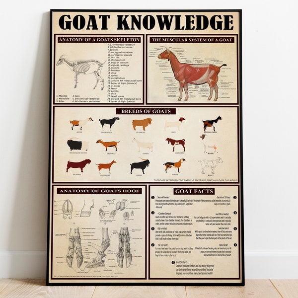 Goat - Etsy